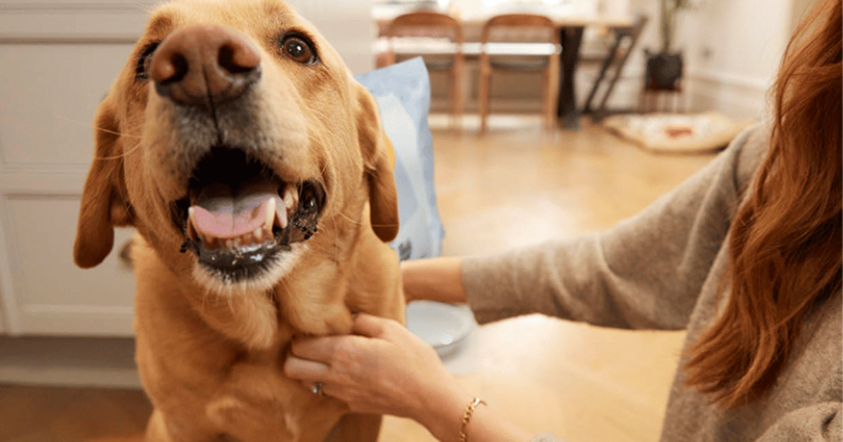 Tails.com Discount Codes | 75% off in September 2025