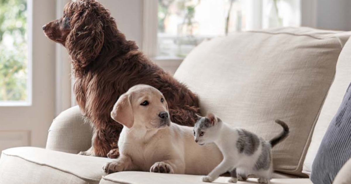 ASDA Pet Insurance Discount Codes | 10% off in October 2025