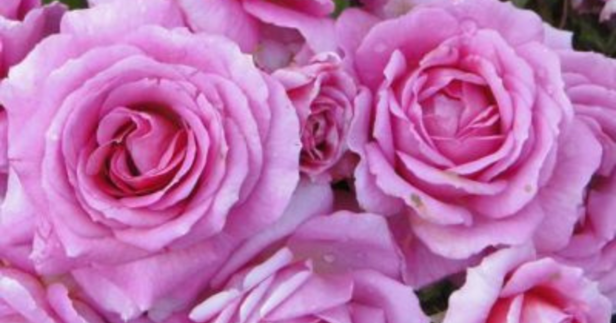 World of Roses Discount Codes | 15% off in January 2026